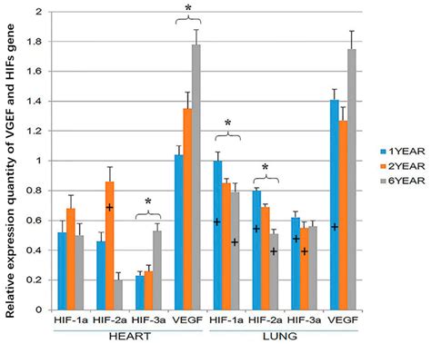 Hypoxia Inducible Factor Hif 1α Hif 2α Hif 3α And Vascular