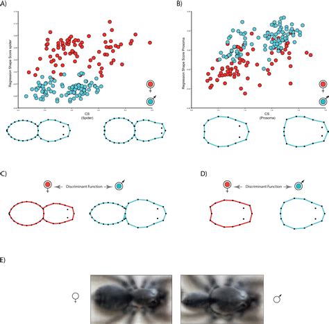 geometric morphometrics reveals sex differential shape allometry in a