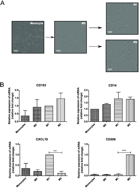 Validation Of The Macrophage Differentiation And Polarization Thp 1