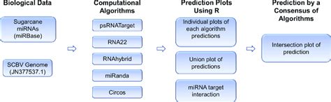 The Methodology Of Host Or Sugarcane Mirna Target Prediction In The
