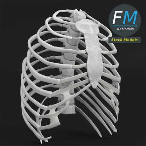 anatomy human rib cage 3d model cgtrader