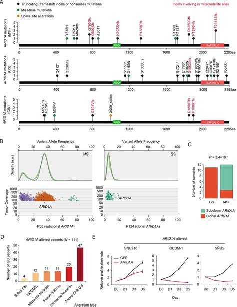 Comprehensive Molecular Phenotyping Of Arid1a Deficient Gastric Cancer