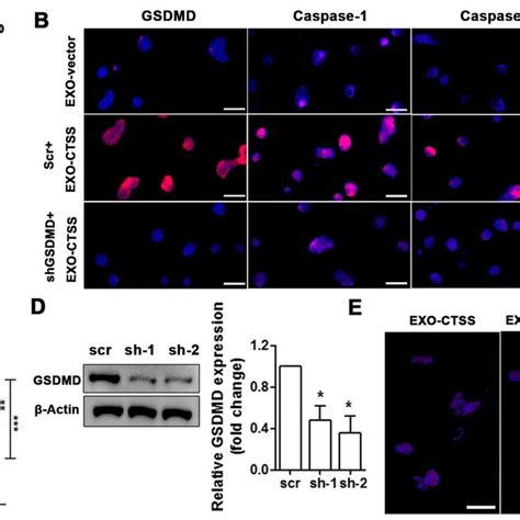 Macrophage Exosome Derived Ctss Induced Pyroptosis In Vitro Western