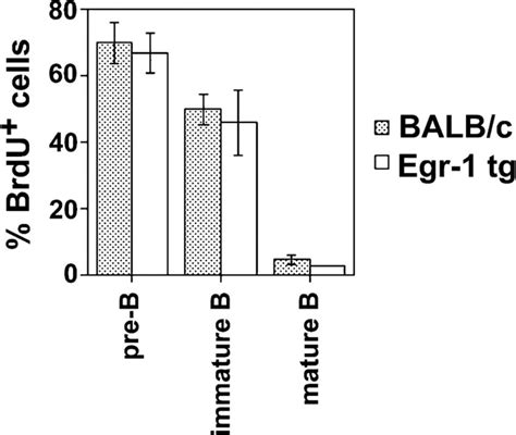 Similar Proliferation Of Ia7 And Balb C Bone Marrow B Cell Subsets To