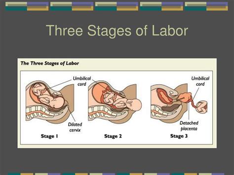 Stages Of Labor