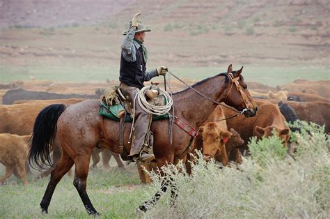Cattle Roundup On A Ranch Next Photograph By Ted Wood