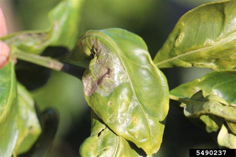 lemon diseases and pests description uses propagation