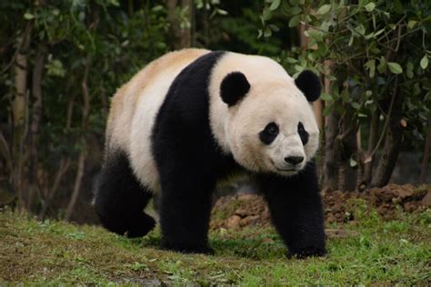 why are pandas black and white science finds clues