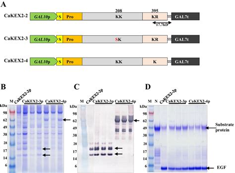 Site Directed Mutagenesis Of Cakex2 2 A Schematic Structure Of