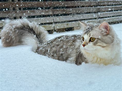 生まれて初めて雪を見たモフモフの猫ちゃん、降り積もる雪に半分埋もれてしまった姿が可愛すぎる Cat Press（キャットプレス）
