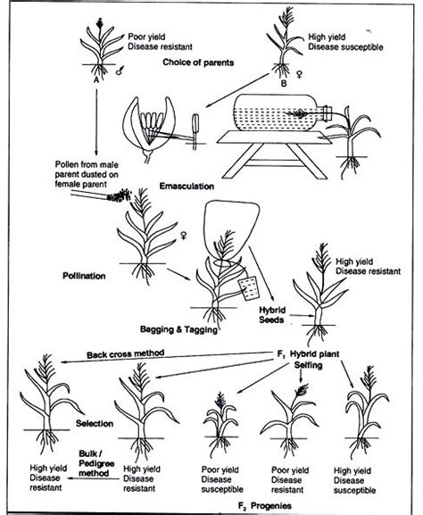 What Is Hybridization Aim And Types Agriculture Wale