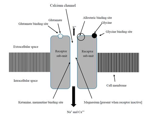 Simplified Diagram Of Activated N Methyl D Aspartate Receptor Nmdar
