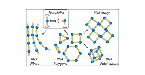 Rna Self Assembly And Rna Nanotechnology Accounts Of Chemical Research
