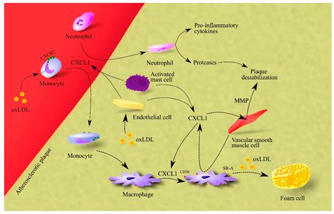 Cxcl1 In Noncancer Diseases Of The Cardiovascular System Encyclopedia