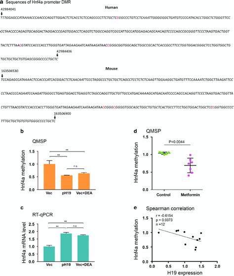 H19 Regulates Hnf4α Methylation In Vitro And In Vivo A Sequences Of