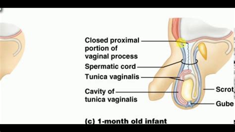 Anatomy Lectures Inguinal Region Descent Of Testis Youtube