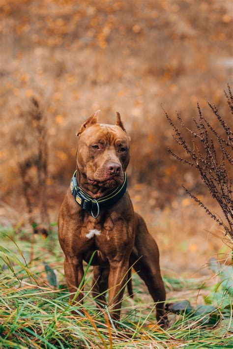 pedigree database seal voland pitbull kennel