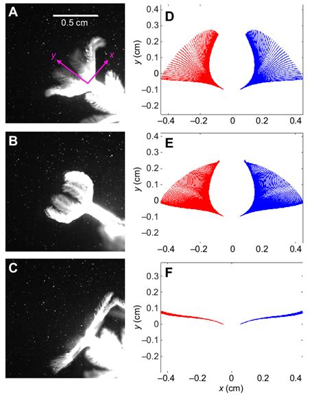 And Movie 1 Show The Velocity Vector Field Generated From A Real Polyp