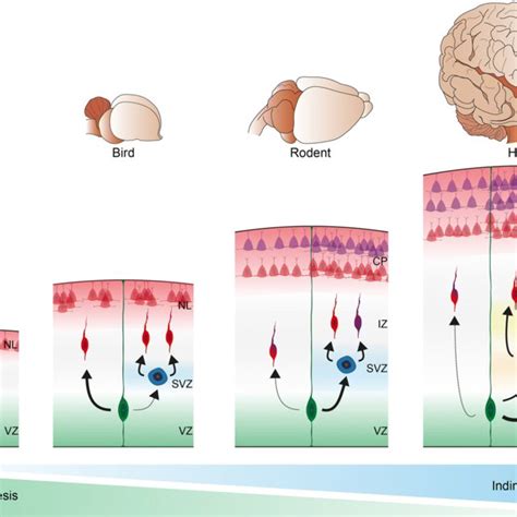 Brain Size And Modes Of Neurogenesis In The Pallium Of Vertebrates A