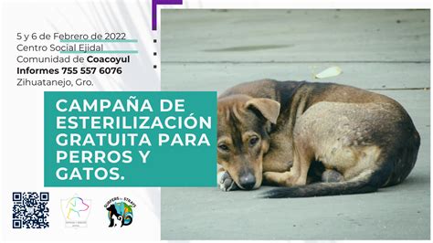 Campaña De Esterilización Gratuita Para Perros Y Gatos