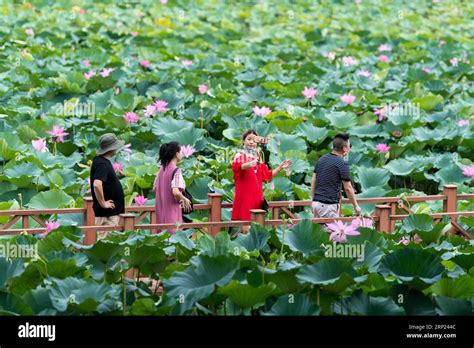 180816 Honghu 16 De Agosto De 2018 Xinhua Foto Tomada El 16