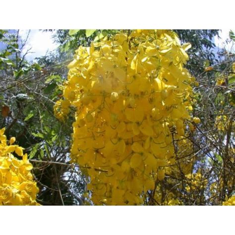 15 Golden Shower Tree Gold Rush Yellow Cassia Fistula Flower