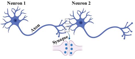 Schematic Of Biological Neurons Connected Via Synapses Download