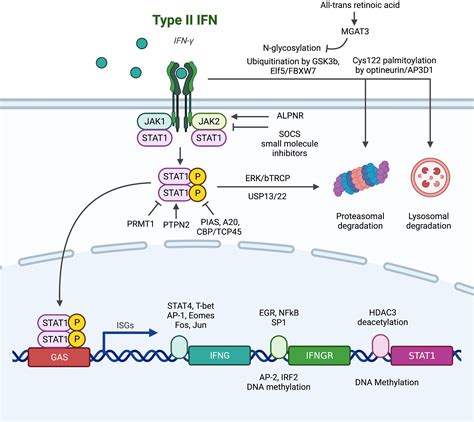 Frontiers Dysregulation In Ifn γ Signaling And Response The