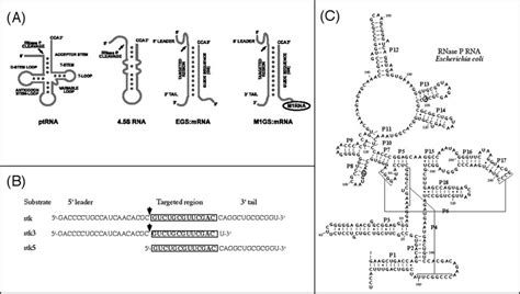 A Schematic Representation Of A Ptrna Substrate A Precursor To 4 5 S