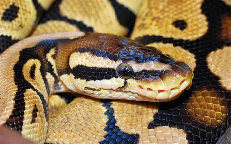 pitón real información y características bioenciclopedia