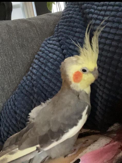 Does Anyone Elses Cockatiel Fluff Their Heads Like This He Makes Me