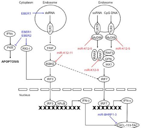 Figure 1 From Pathogen Associated Regulatory Non Coding Rnas And