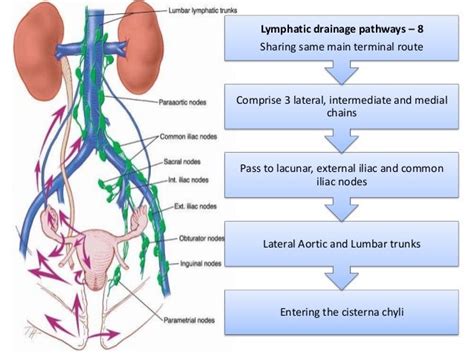 Lymphatics Of The Pelvis