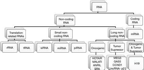 non coding rnas the riddle of the transcriptome and their perspectives