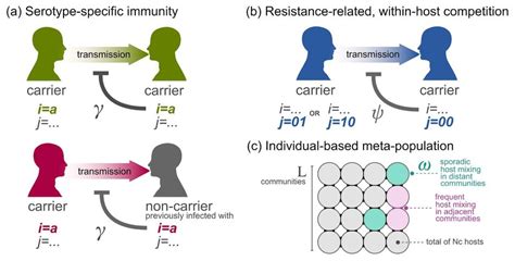 Model Transmission Assumptions And Host Population Structure A