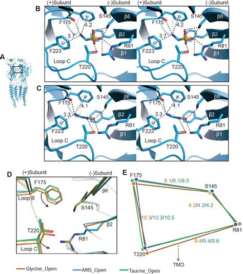 Comparison Of Agonist Binding Sites A Two Adjacent Glyr Subunits Are