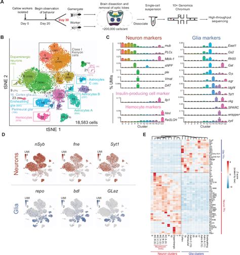 Single Cell Transcriptomes From Worker And Gamergate Brains A Scheme
