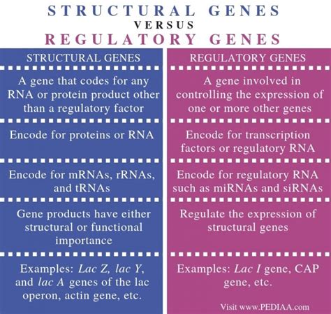 Difference Between Structural And Regulatory Genes Pediaa Com