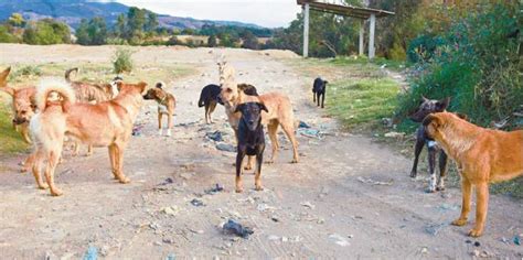 La Castración Como Solución Para La Sobrepoblación De Perros Y Gatos