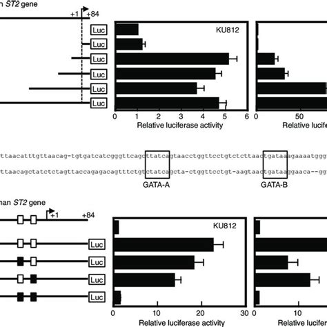 Determination Of Critical Cis Elements Of The Human St2 Promoter By