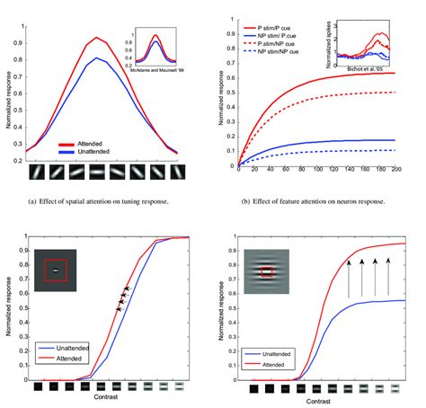 A Multiplicative Modulation Of Neuron Responses Due To Spatial