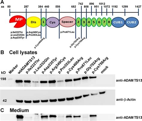Location Of Adamts13 Mutations In The Protein And Variant Expression