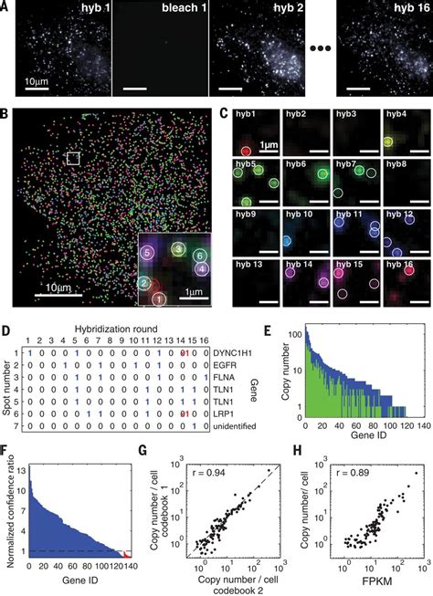 spatially resolved highly multiplexed rna profiling in single cells
