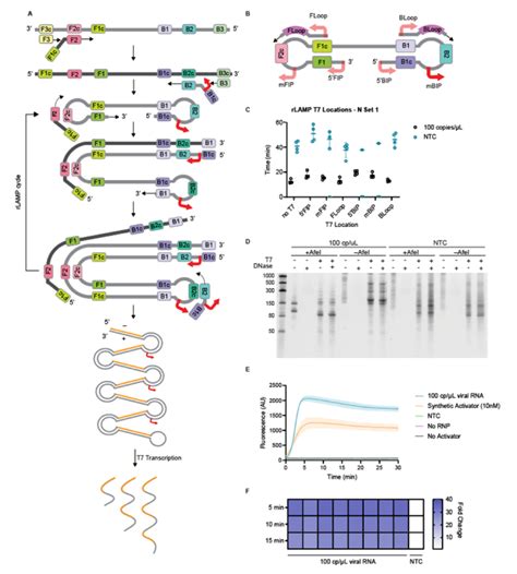 Development Of Rna Transcription Following Lamp Rlamp For Two Layers