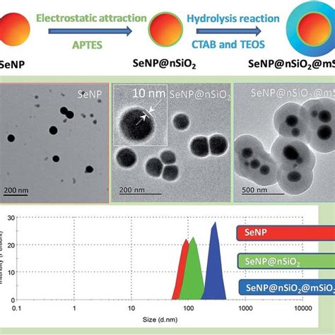 Pdf Synthesis Of Selenium Nanoparticles With Mesoporous Silica Drug