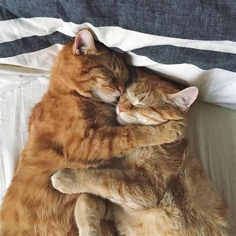Introducing A New Cat To A Household With A Resident Cat Cattime
