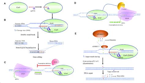 An Overview Of Crispr Cas9 Based Gene Editing In Bacteria A Cas9