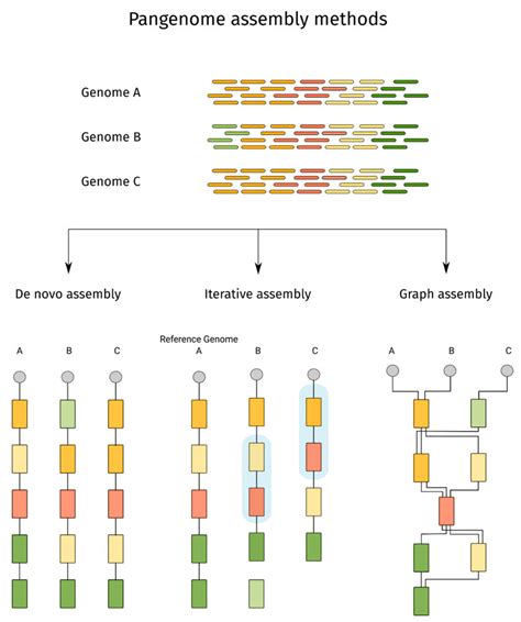 Scheme Showing Three Pangenome Assembly Methods Sequence Reads From