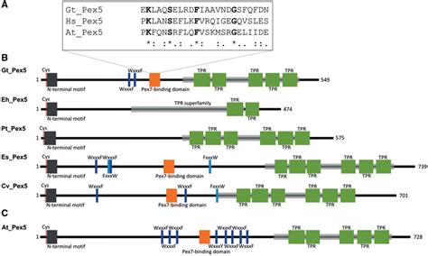 Pex7 Binding Site And Domain Structure Of Pex5 A Alignment Of The