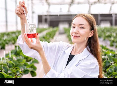 Investigador De Frutas En Agricultura Hidropónica De Invernadero Prueba